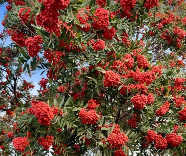 European Mountain Ash - Prairie Shelterbelt Program
